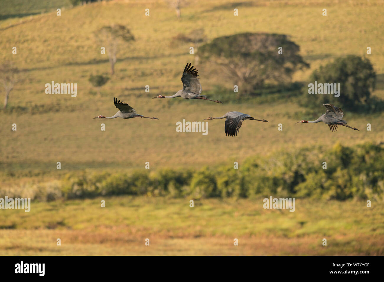 Sarus cranes (Grus antigone) in flight over Bromfield Swamp, Atherton ...