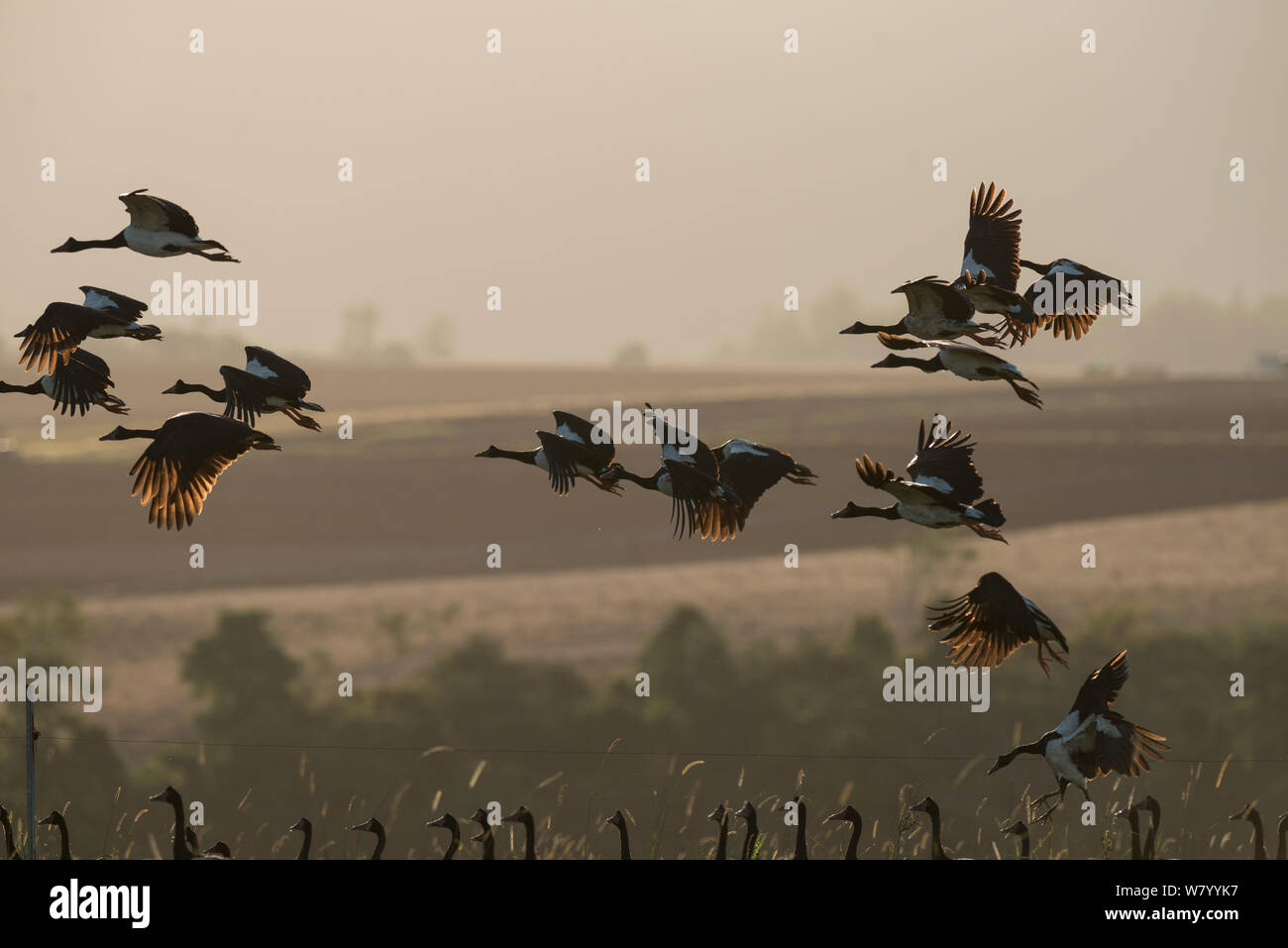 Magpie geese australia hi-res stock photography and images - Alamy