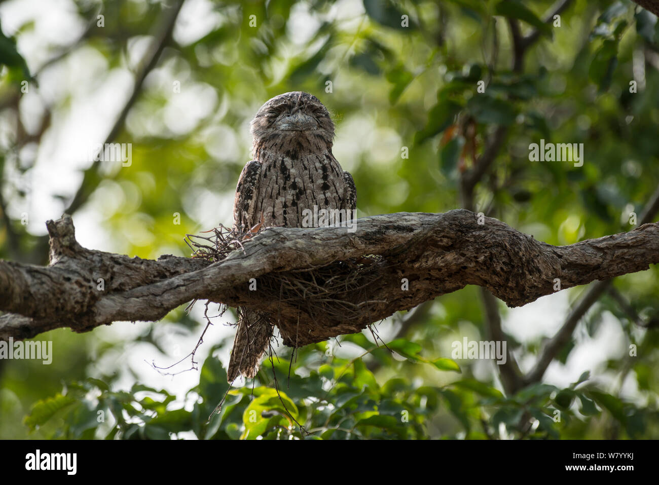Tawny frogmouth podargus strigoides podargidae hi-res stock photography ...