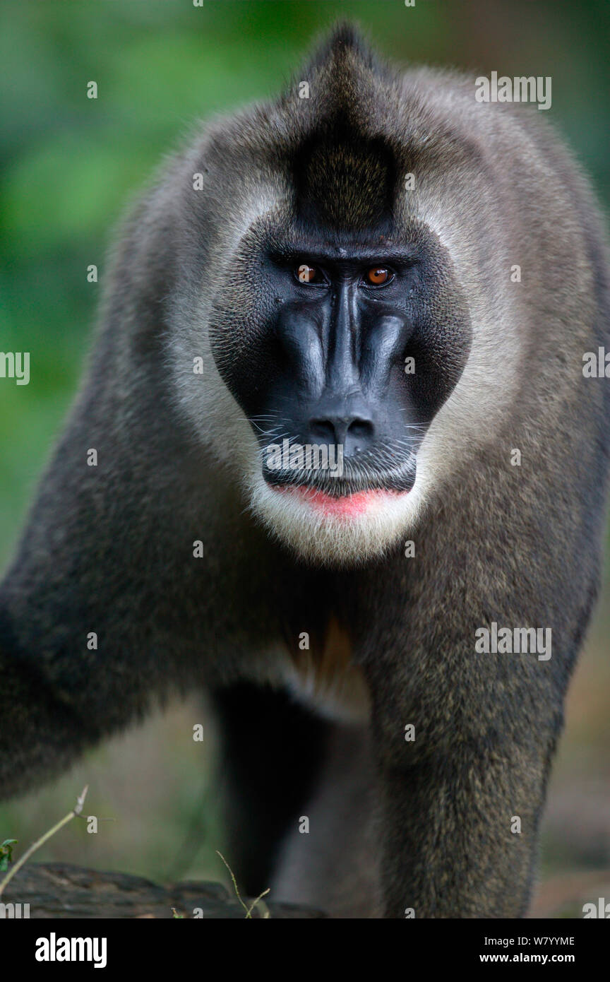 Adult male Drill (Mandrillus leucophaeus) portrait, Pandrillus ...