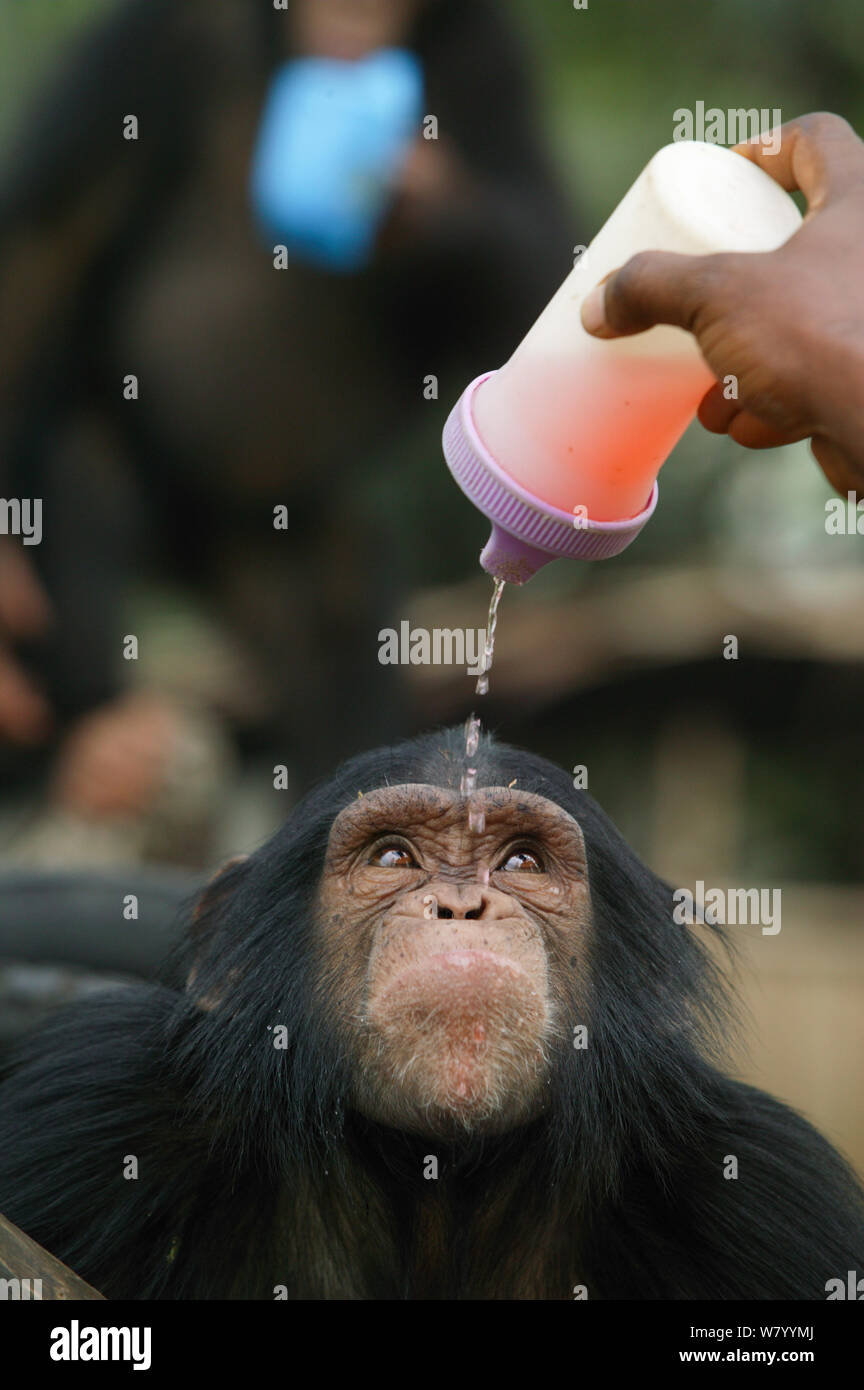 Volunteer giving young Chimpanzee (Pan troglodytes) drink, Pandrillus ...