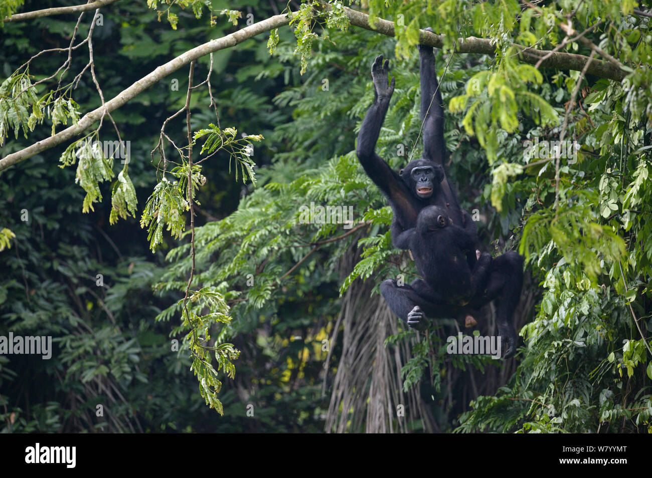 Pygmy family congo hi-res stock photography and images - Alamy