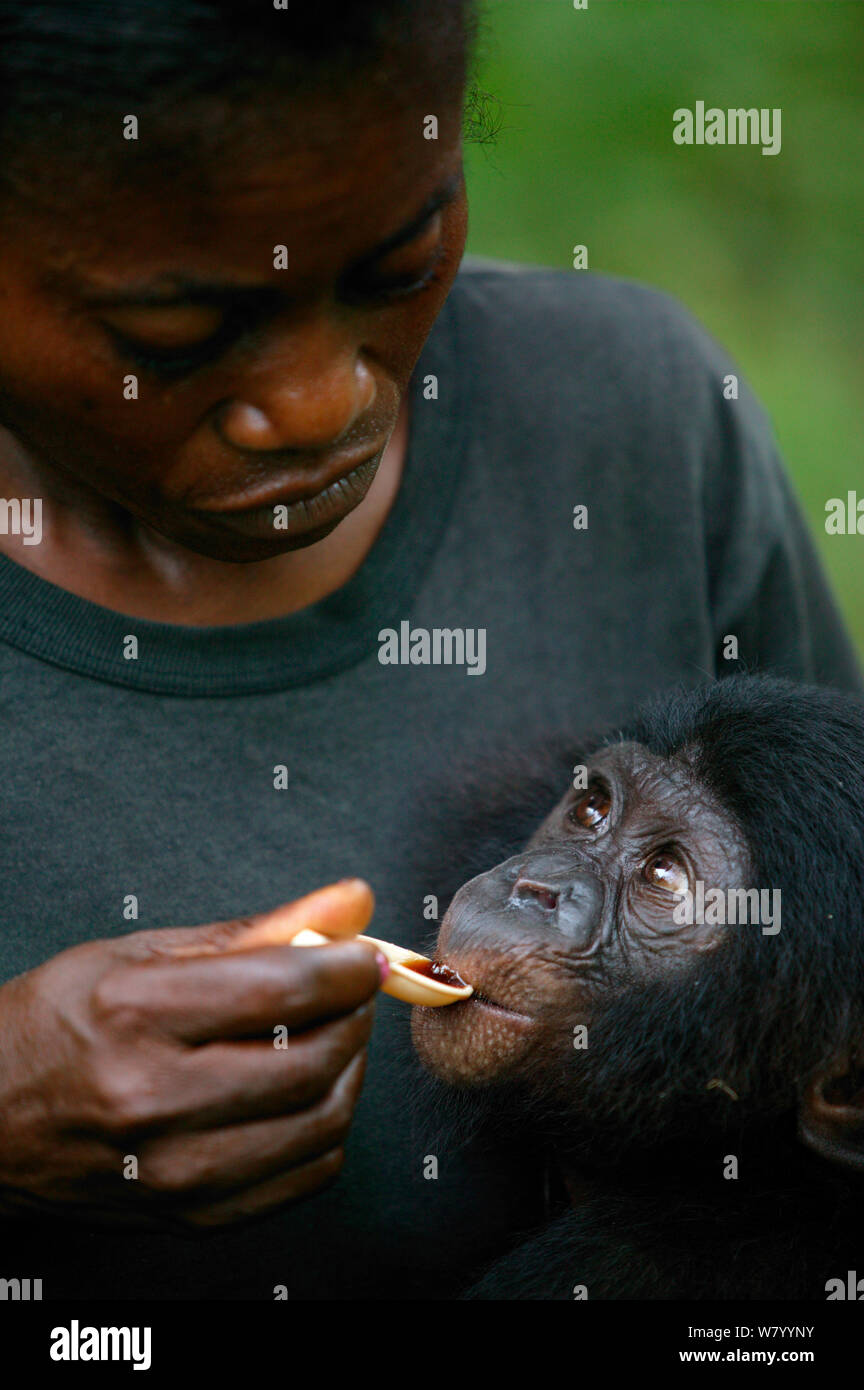 Surrogate mother feeding orphan baby Bonobo (Pan paniscus) medicine ...