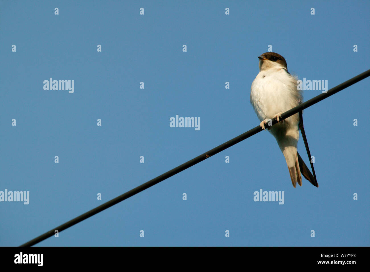 House martin with negative space hi-res stock photography and images ...
