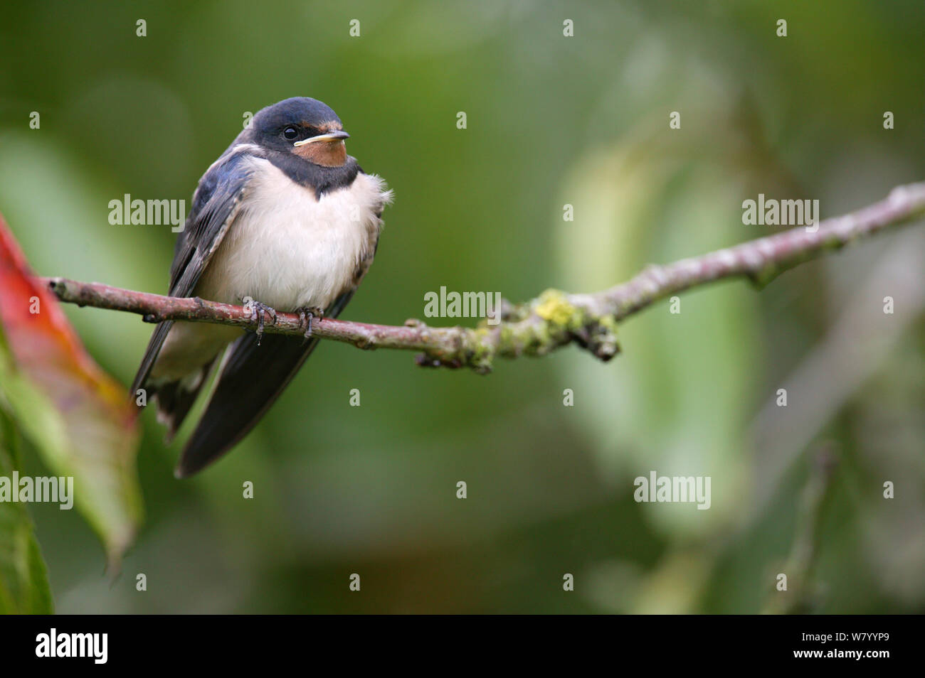 Swallow juvenile on branch hi-res stock photography and images - Alamy