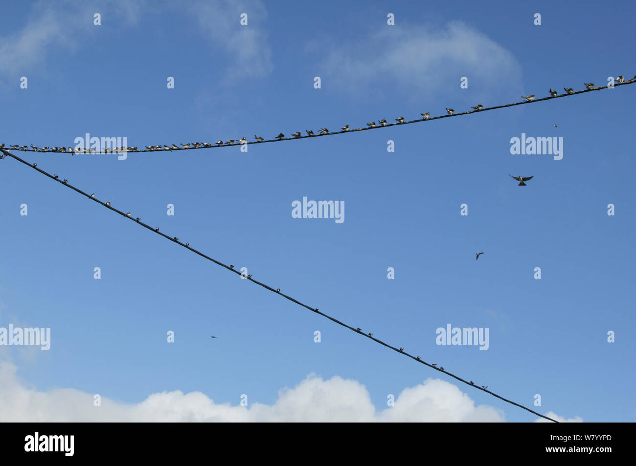 Migration birds power lines hi-res stock photography and images - Alamy