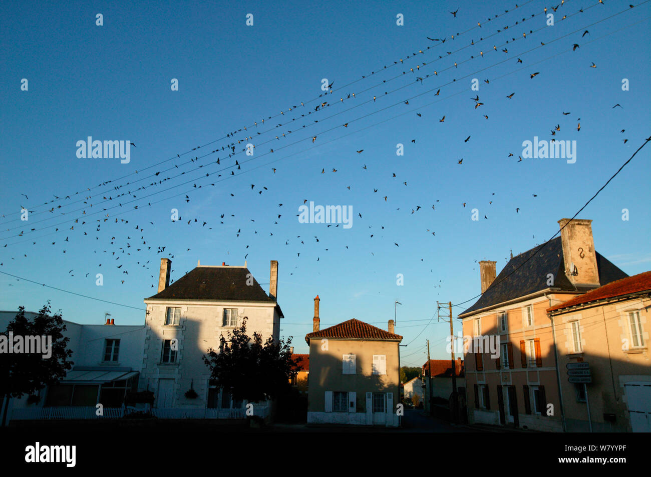 Flock of Barn swallows (Hirundo rustica) perched on power lines during ...