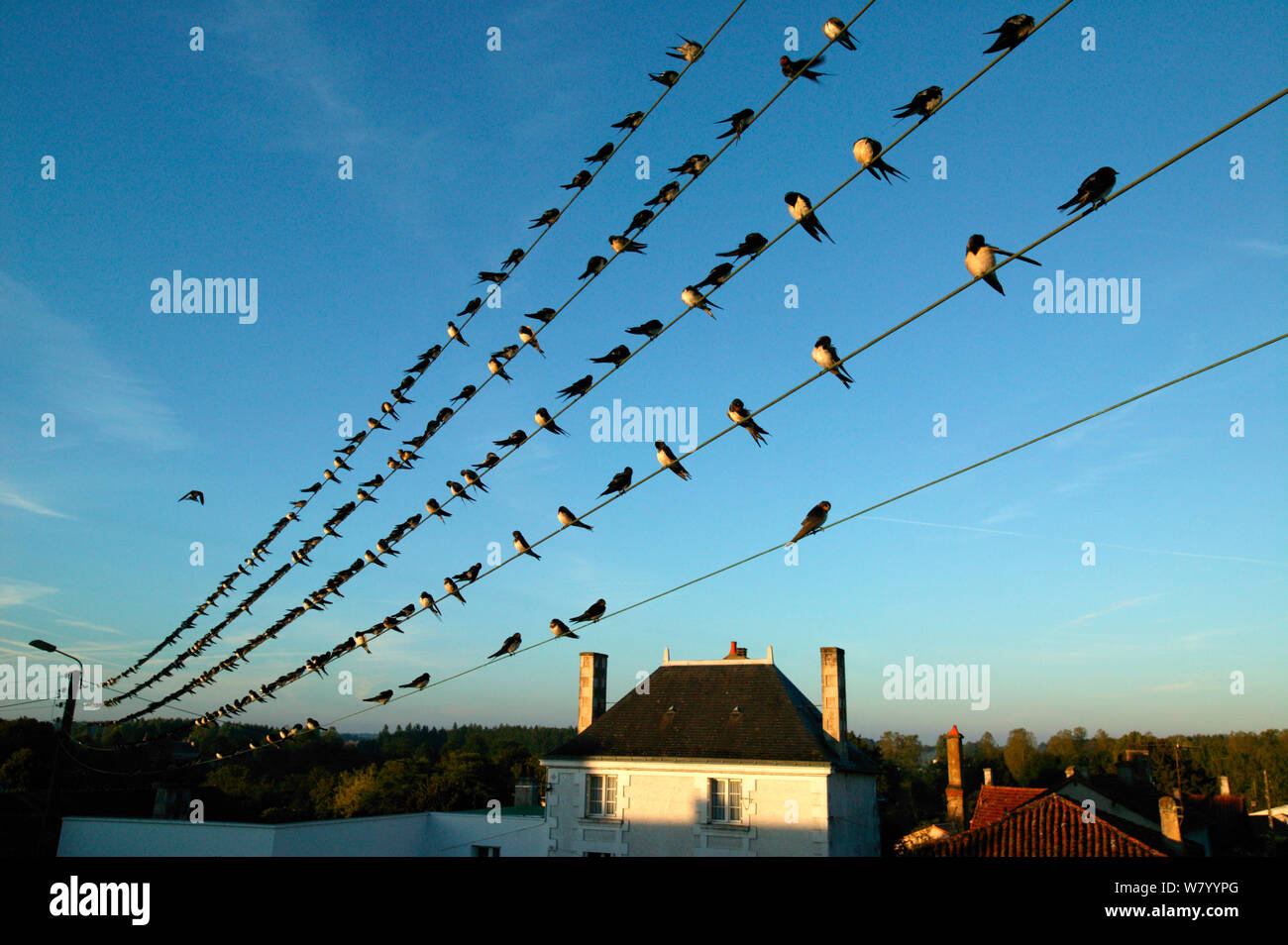 Barn swallow birds september hi-res stock photography and images - Alamy