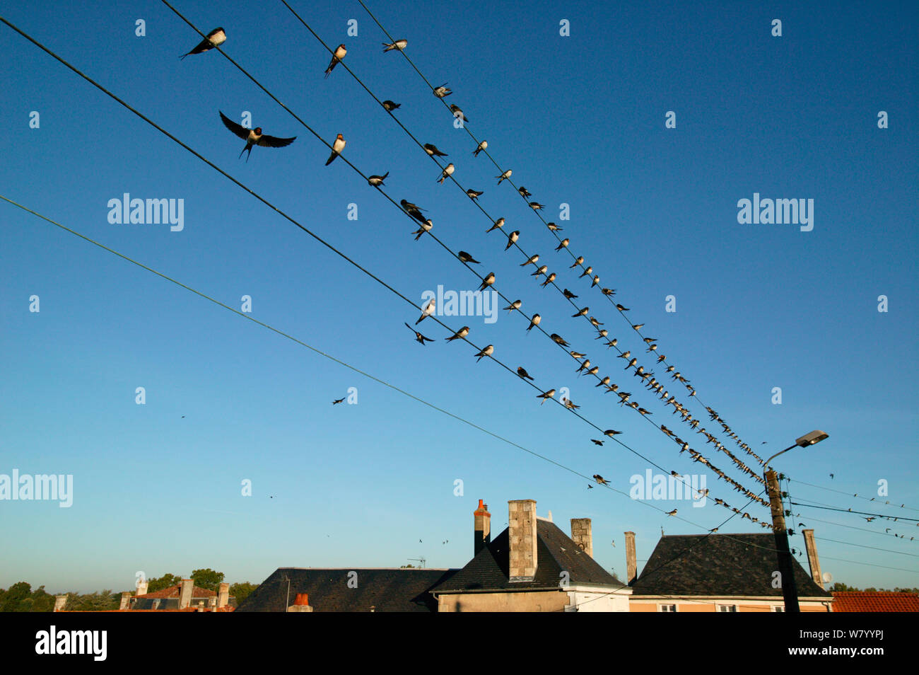 Flock of Barn swallows (Hirundo rustica) perched on power lines during ...
