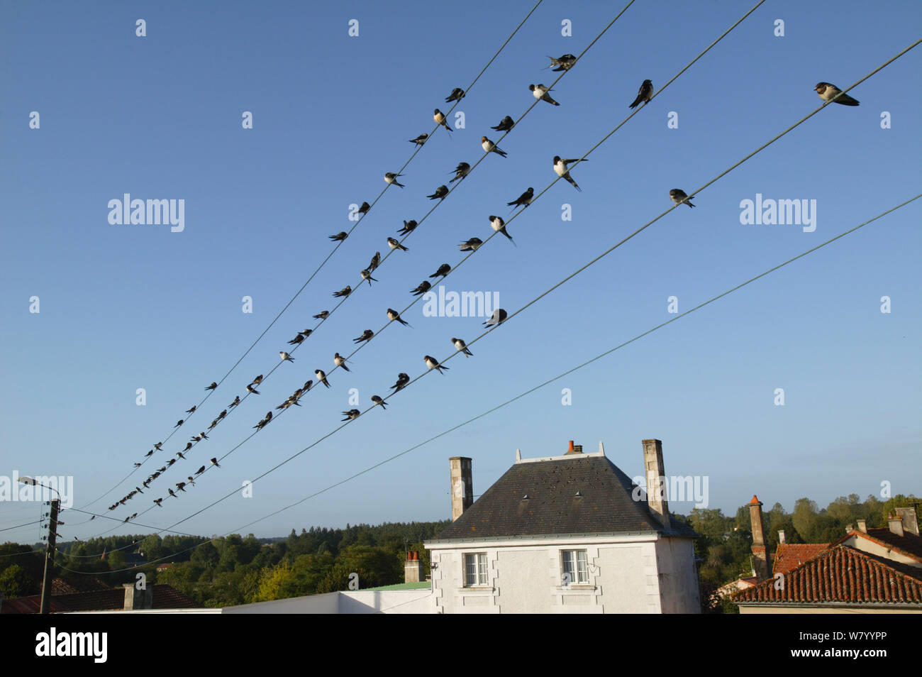 Swallows migration september hi-res stock photography and images - Alamy