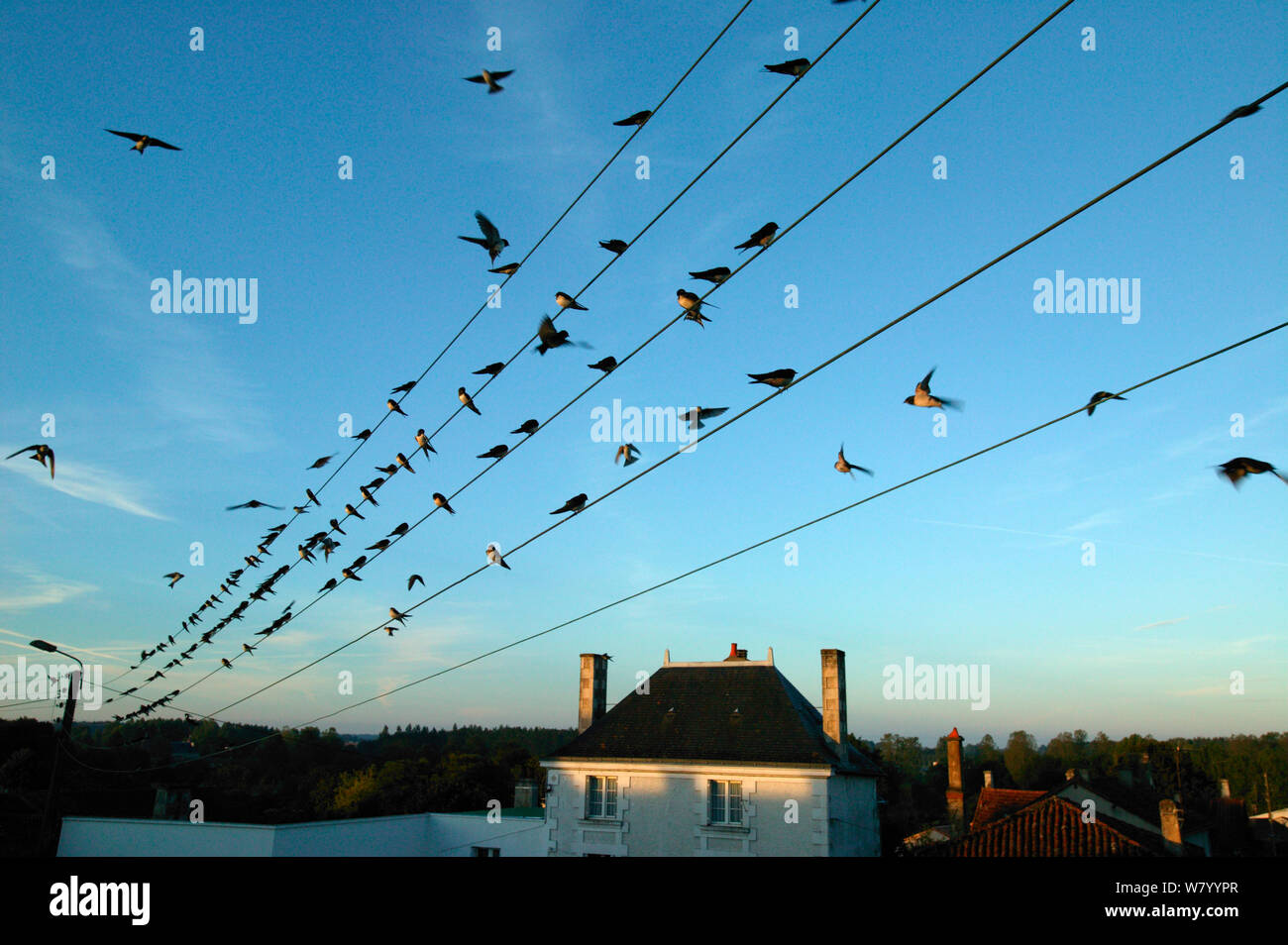 Barn swallow birds september hi-res stock photography and images - Alamy