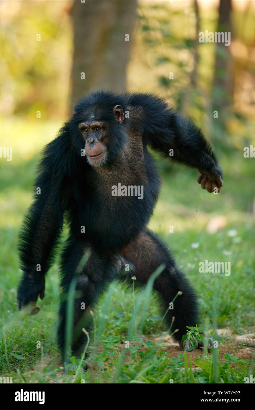 Chimpanzee (Pan troglodytes) standing on hind legs in aggressive ...