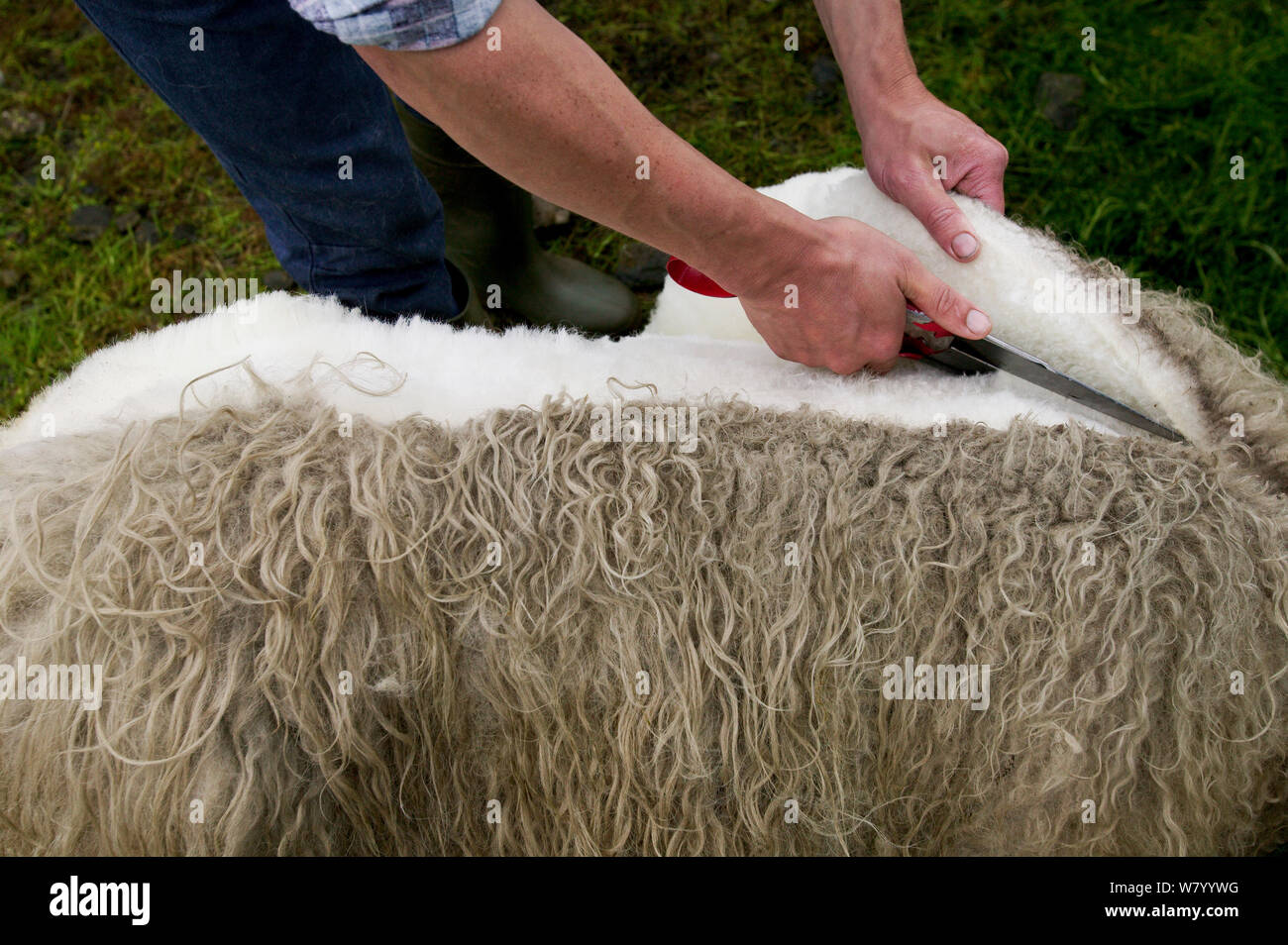 Man shears the sheep hi-res stock photography and images - Alamy