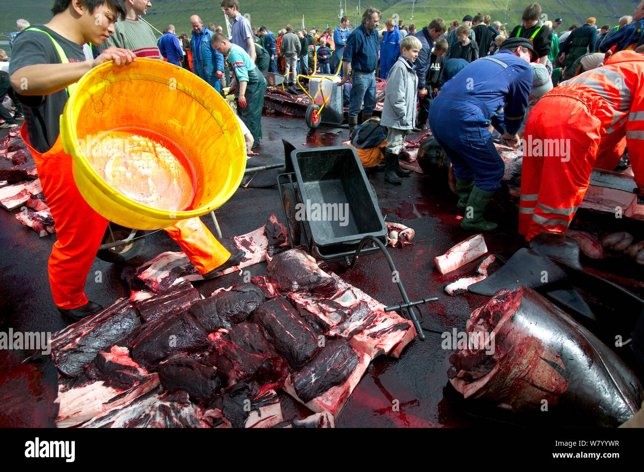 Residents of Faroe Islands butchering 150 Long finned pilot whales ...