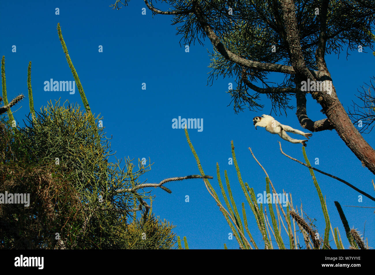 Verreaux's sifaka (Propithecus verreauxi) jumping from tree to tree ...
