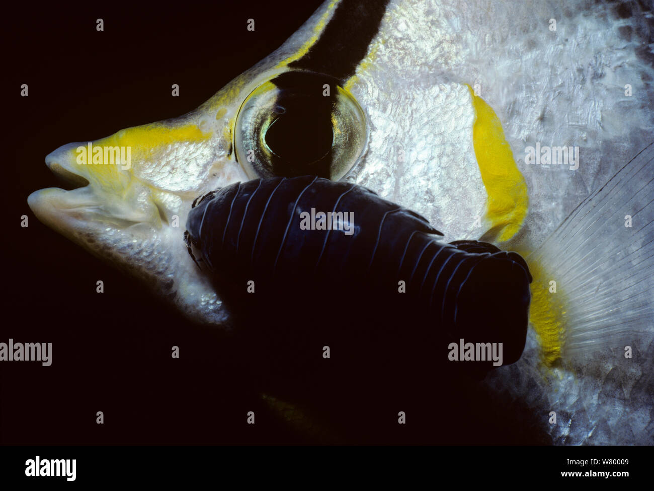 Parasitic fish isopod hi-res stock photography and images - Alamy
