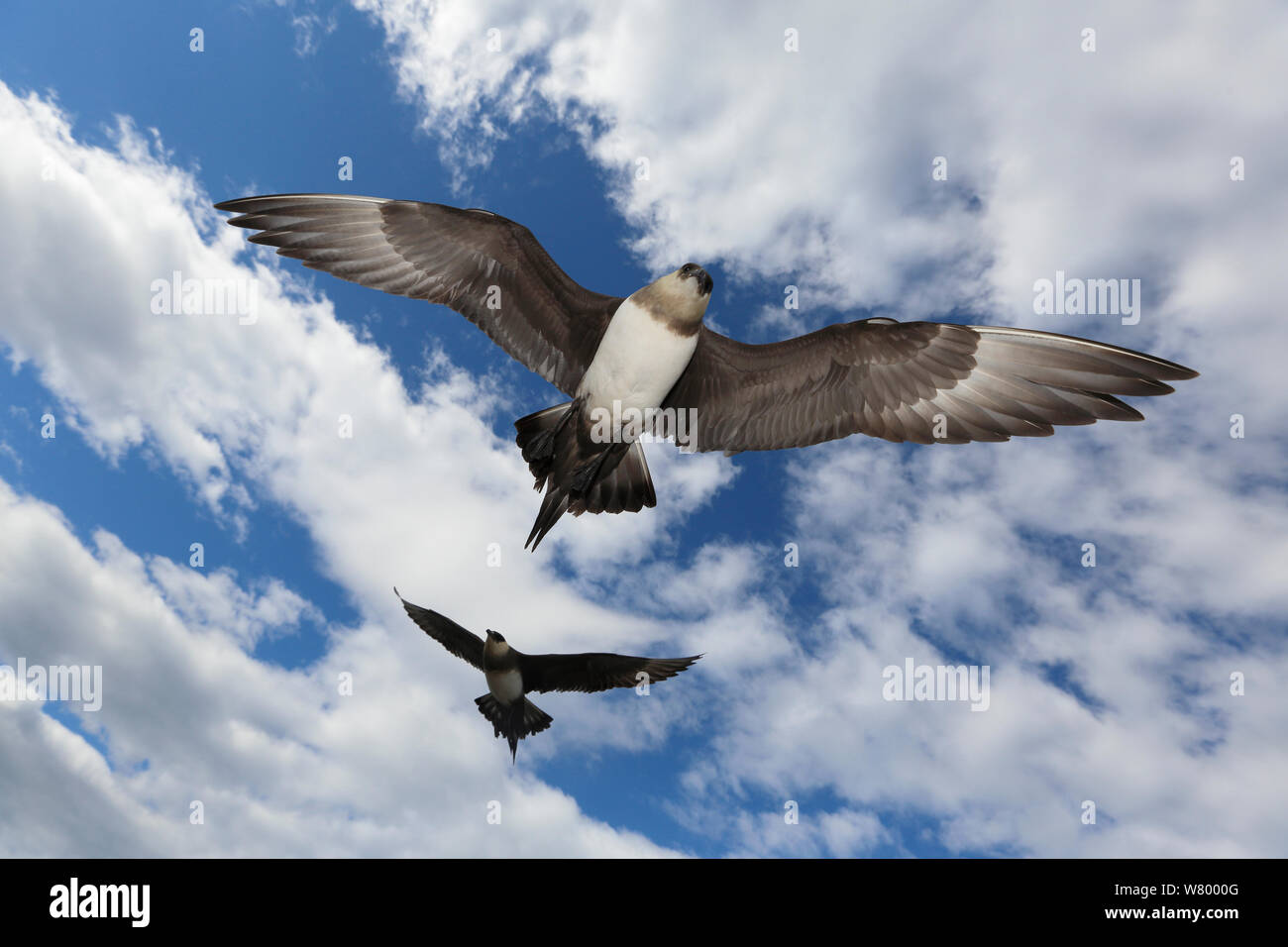 Birds Mobbing High Resolution Stock Photography and Images - Alamy