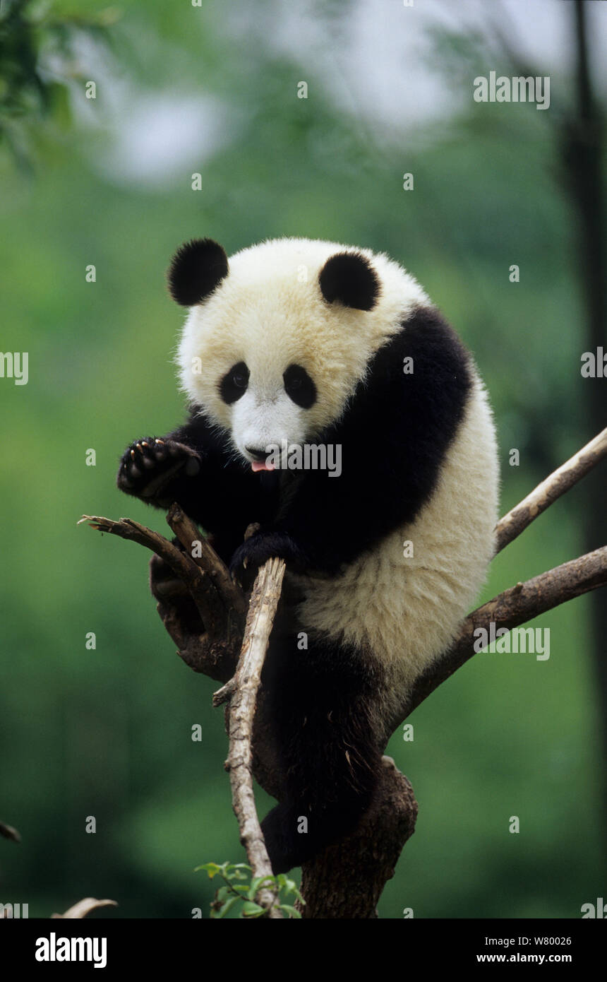Giant panda (Ailuropoda melanoleuca) young one playing and sticking ...