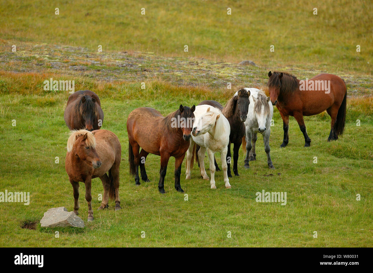 Iceland horses, herd on short turf, Iceland Stock Photo - Alamy