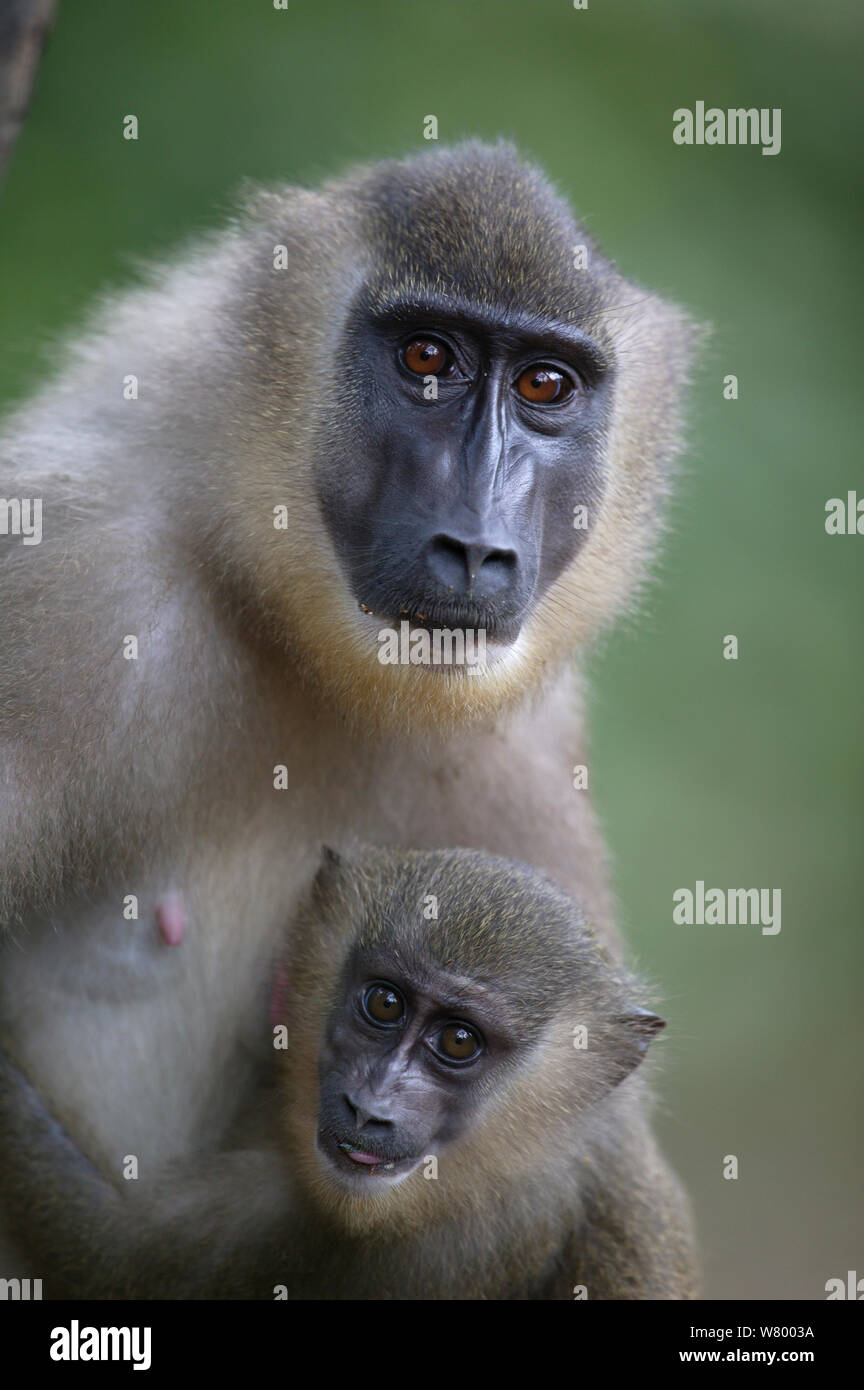 Mandrill mother young mandrill monkey hi-res stock photography and ...
