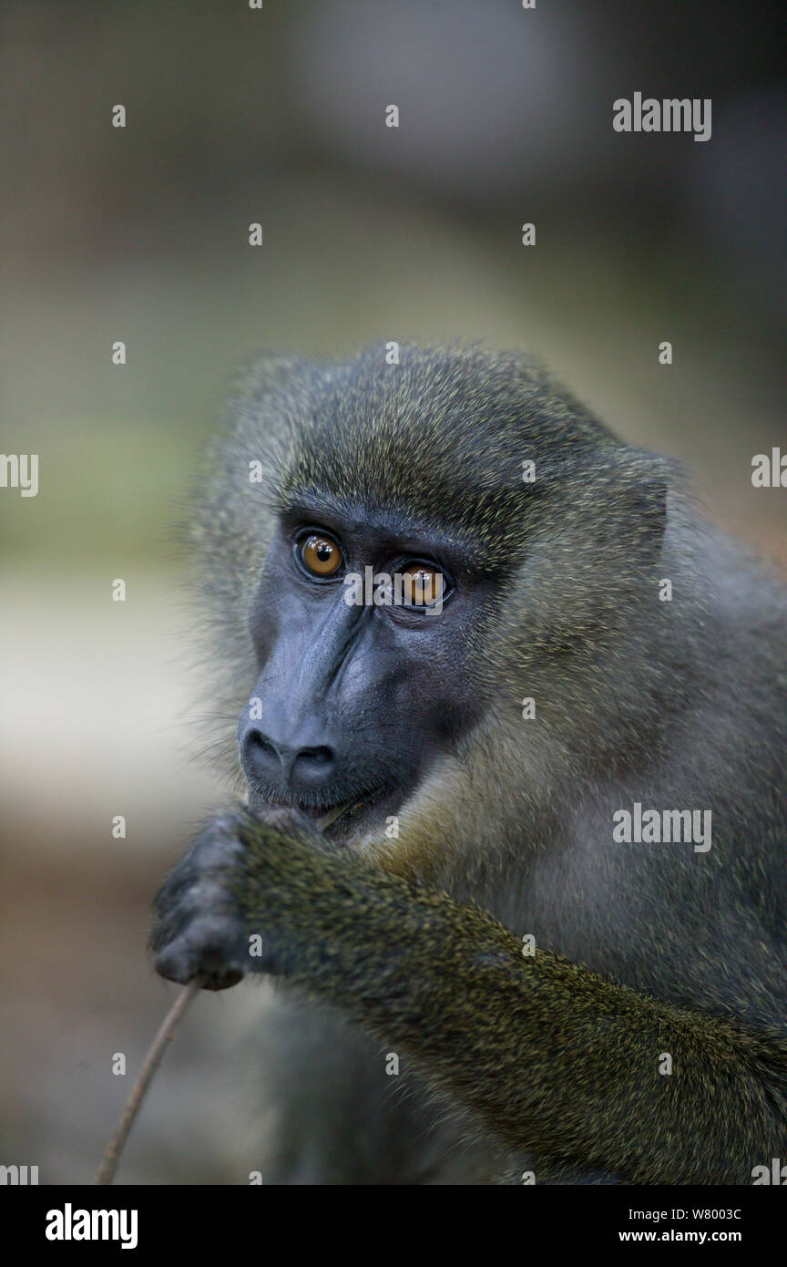 Drill mandrillus leucophaeus female animal hi-res stock photography and ...