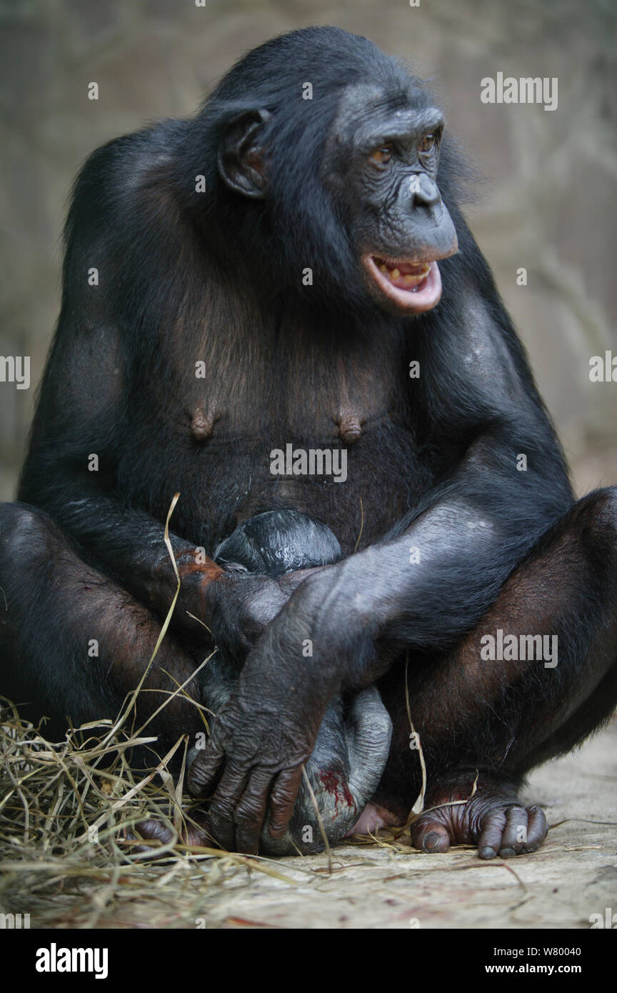 Pygmy family congo hi-res stock photography and images - Alamy