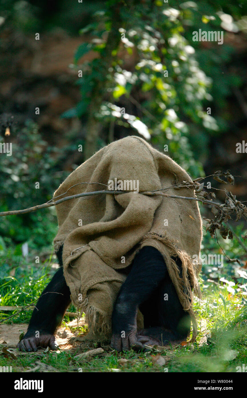 Chimpanzee (Pan troglodytes) playing, hiding in hessian bag, captive in ...