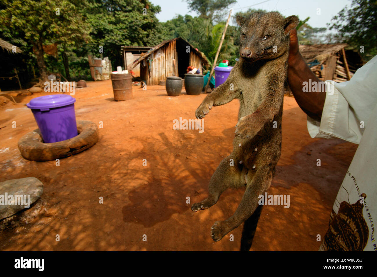 African palm civet (Nandinia binotata) sold as bush meat, Cross River ...