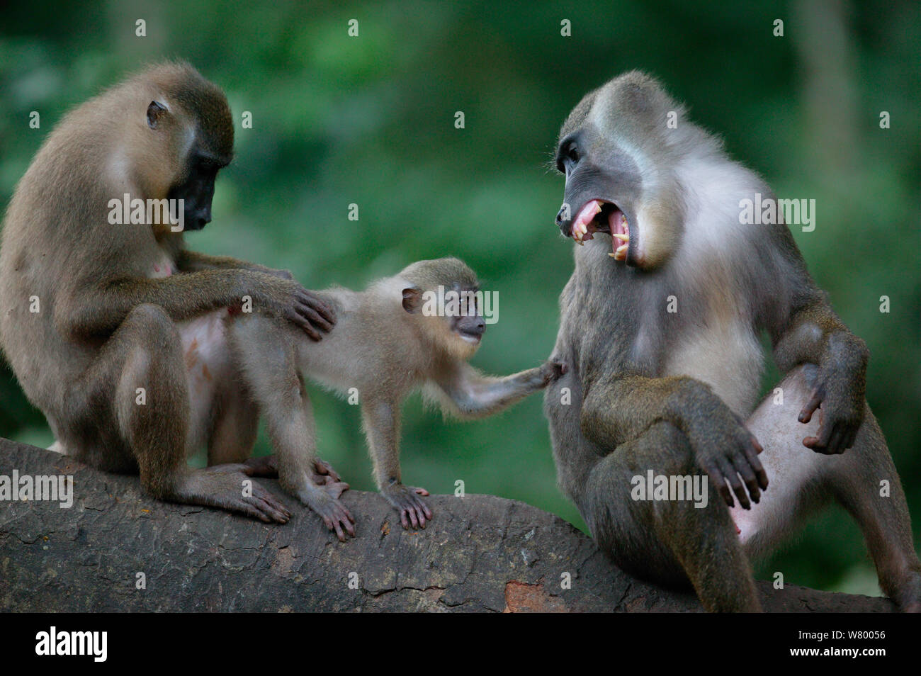 Drill (Mandrillus leucophaeus) female baring teeth at young and ...