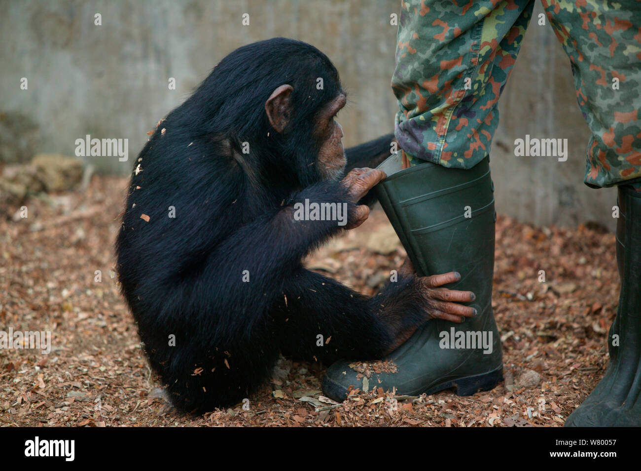 Chimpanzee (Pan troglodytes) orphan baby playing with keepers boot ...