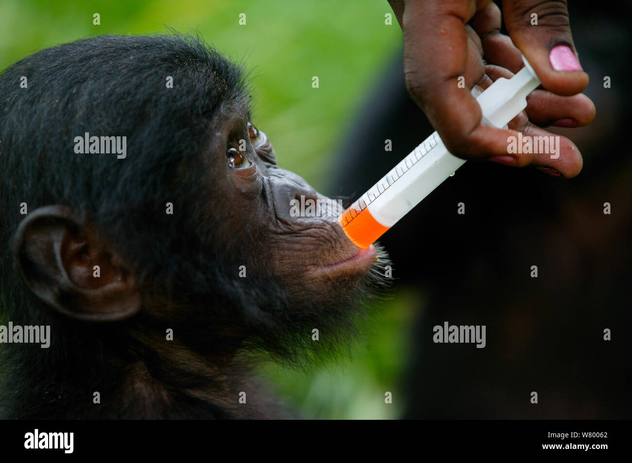 Surrogate Mother Animal High Resolution Stock Photography and Images ...