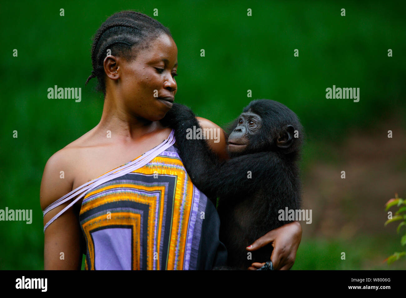 Surrogate mother holding Bonobo (Pan paniscus) orphan, Lola Ya Bonobo ...
