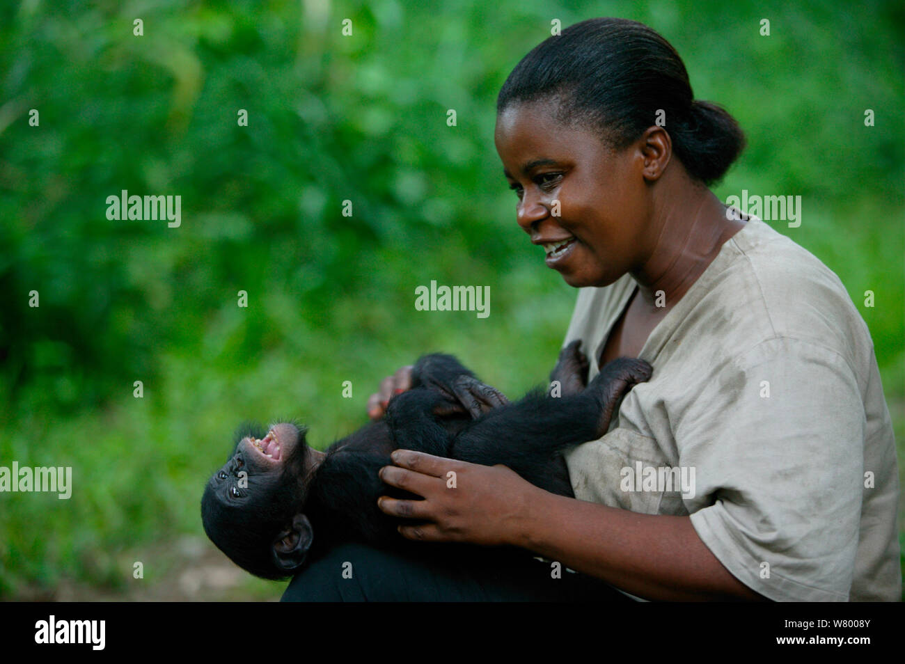 Surrogate mother tickling a young oprhan Bonobo (Pan paniscus) Lola Ya ...