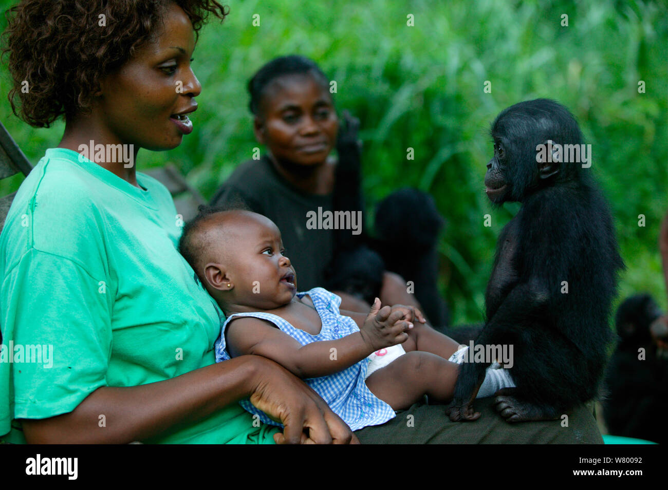 Surrogate mother for Bonobo (Pan paniscus) orphan, with her own baby ...