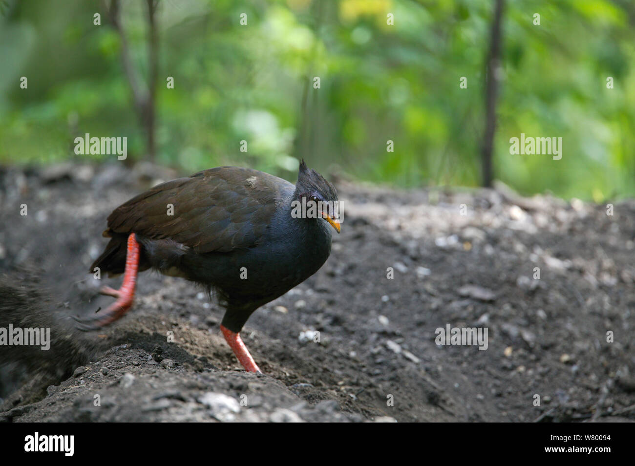 Orange-footed scrubfowl (Megapodius reinwardt) on nest mound, Rinca ...
