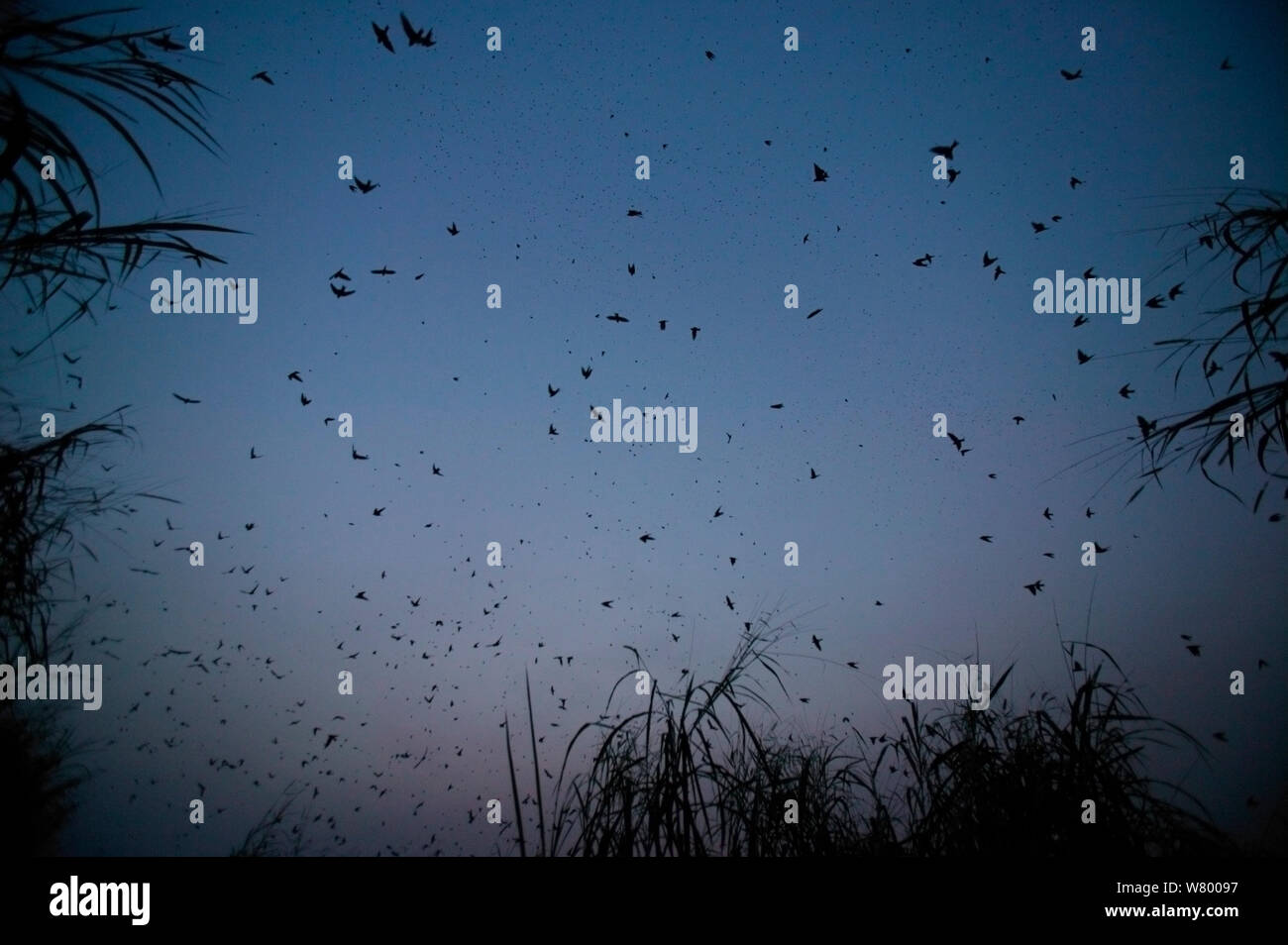 Barn swallows (Hirundo rustica) flock at the roosting site, Ebakken ...