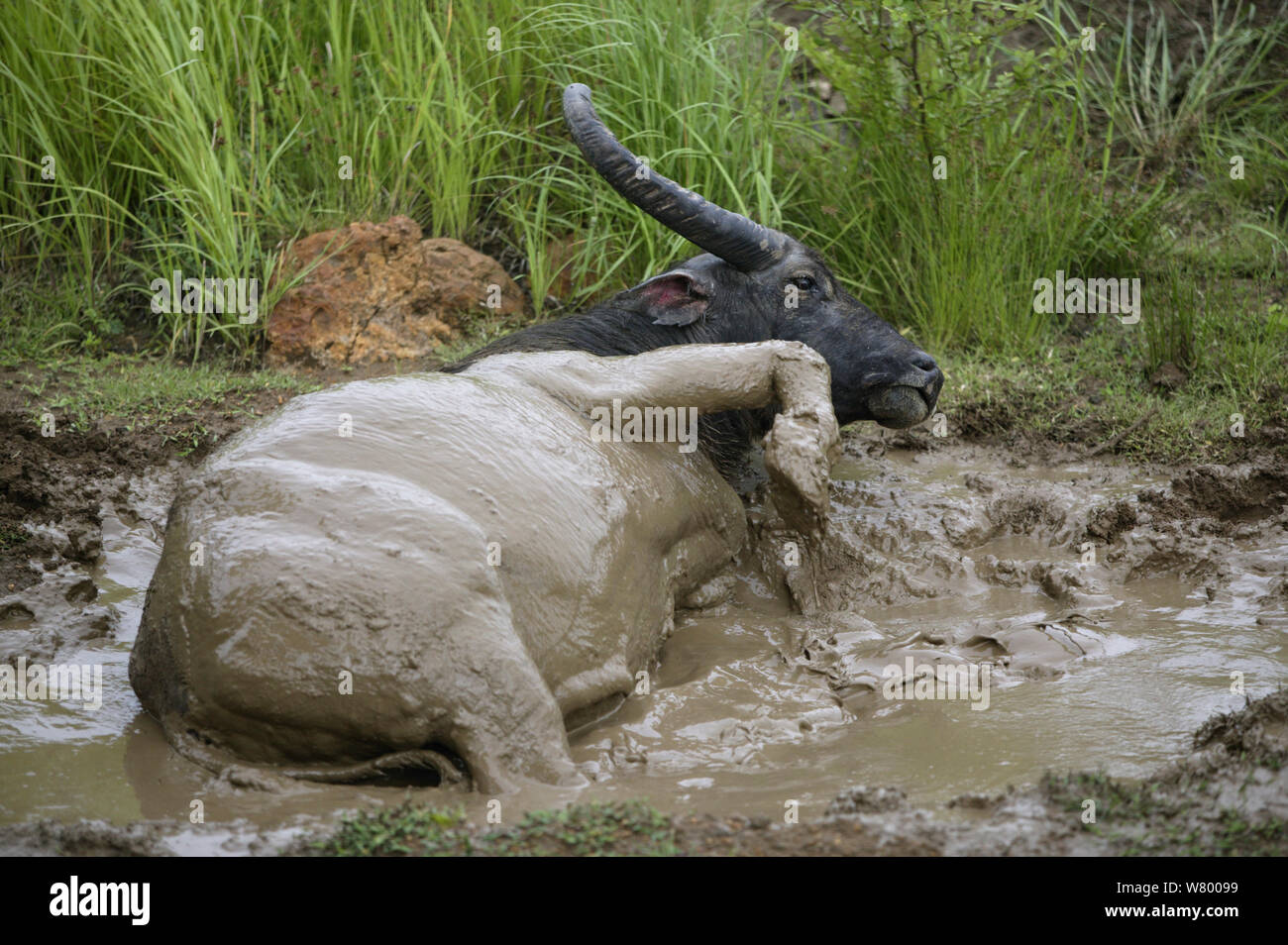 Water buffalo (Bubalus arnee) wallowing in mud bath, Rinca Island ...