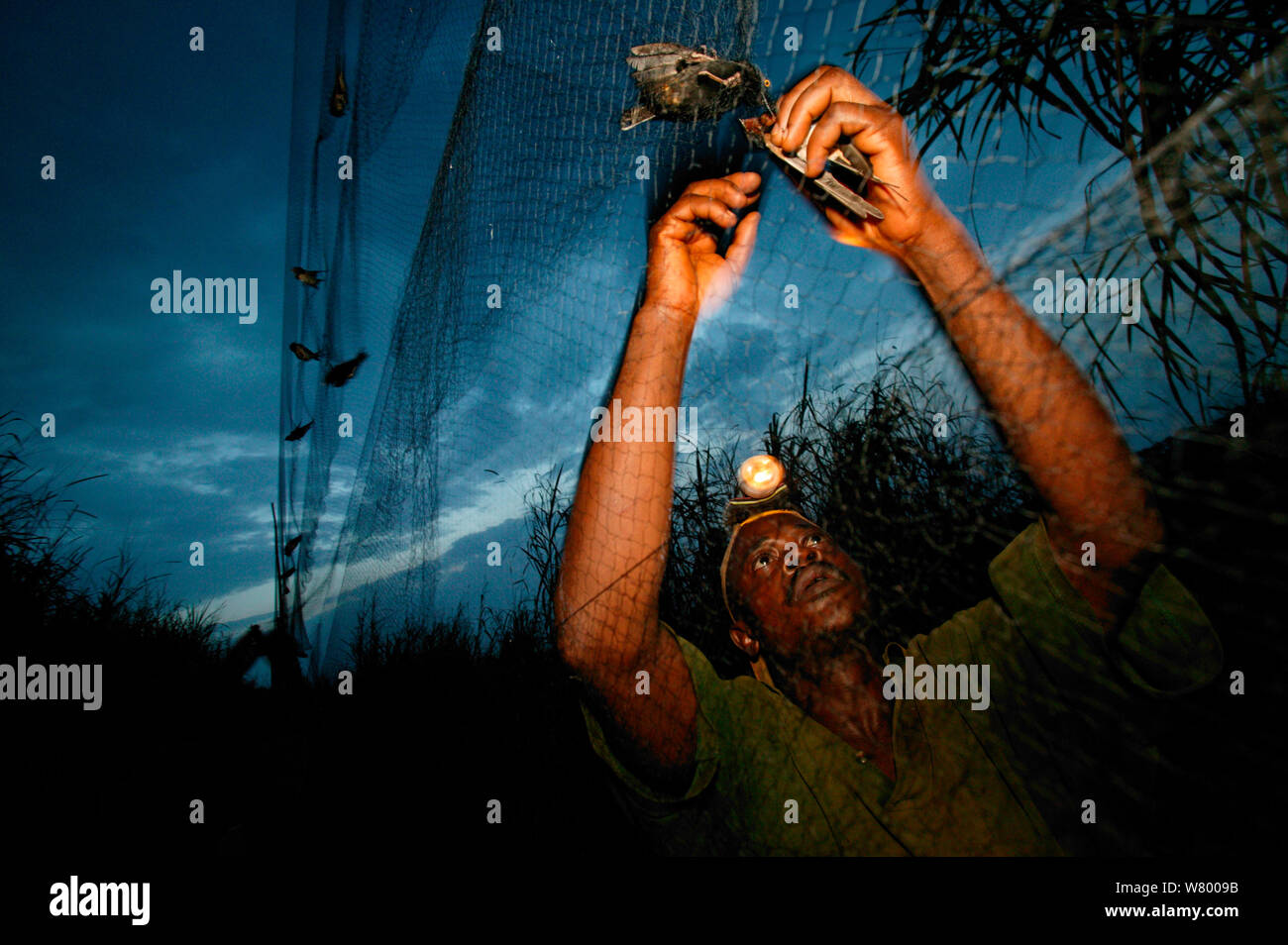 Researcher trapping Barn swallows (Hirundo rustica) in mist net, at ...