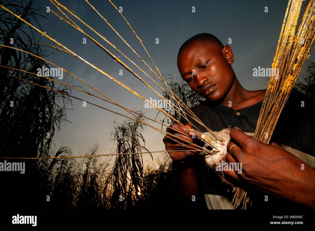 Man Catching Birds High Resolution Stock Photography and Images - Alamy
