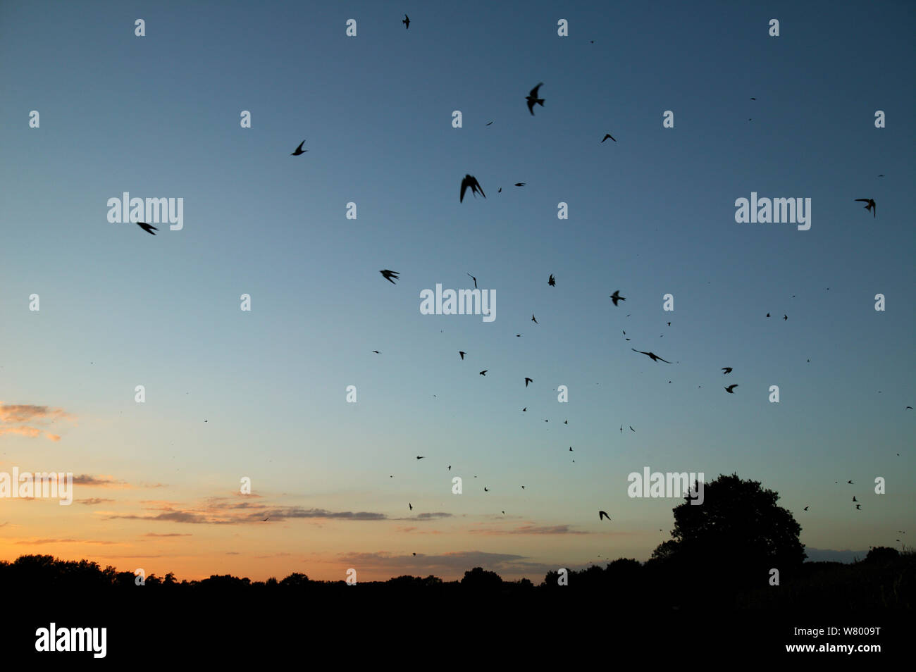 Flock of Barn swallows (Hirundo rustica) flying over corn field at dusk ...
