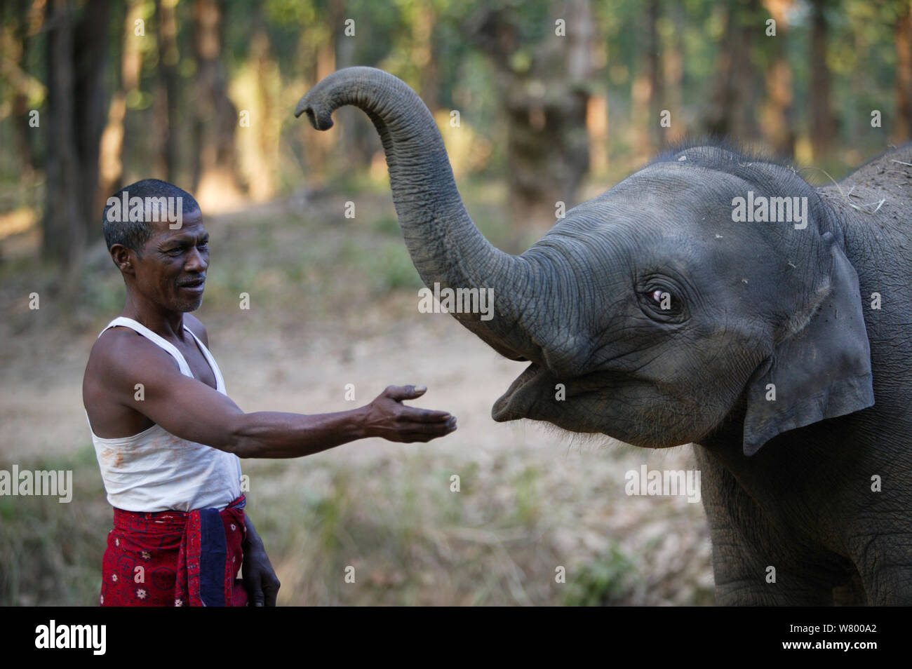 Mahout with Asian elephant (Elephas maximus) calf with bread, India ...