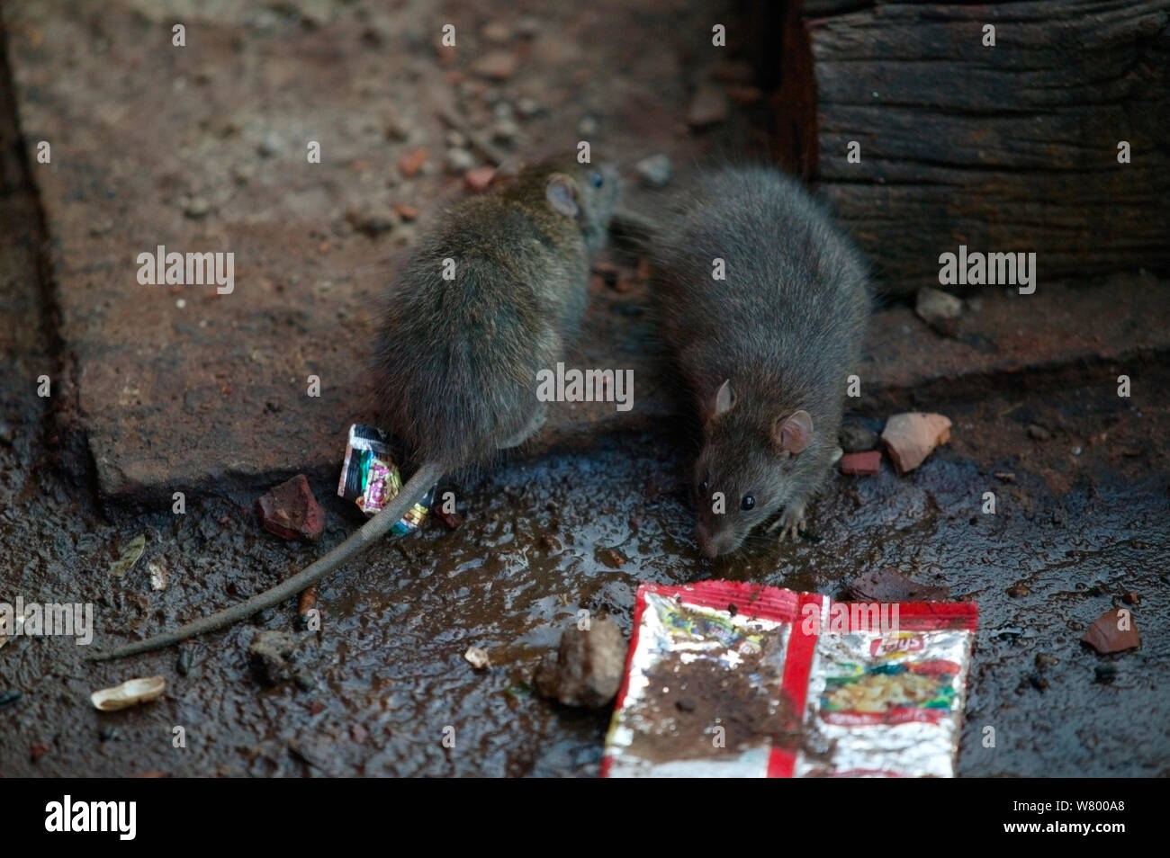 Wharf rats hi-res stock photography and images - Alamy