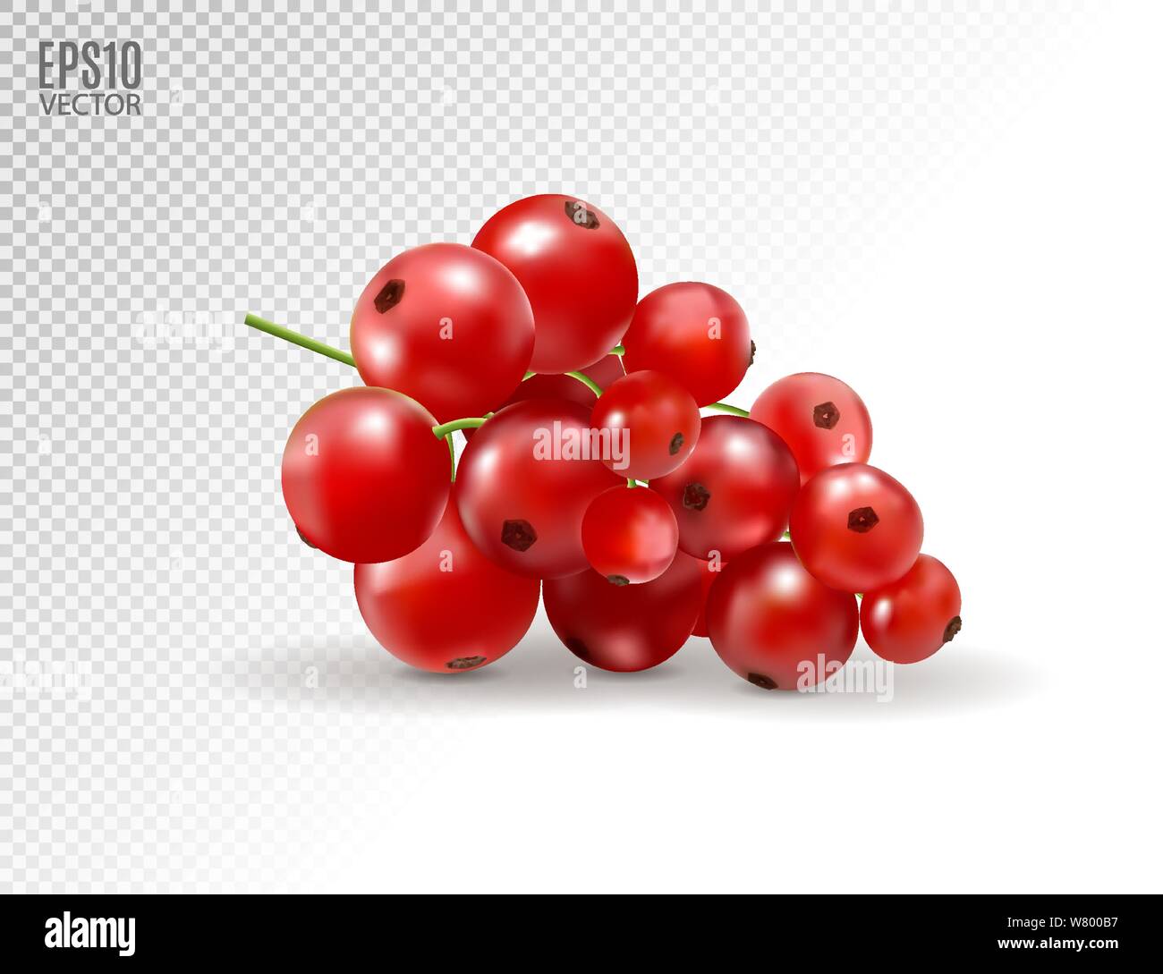 Red currant. Realistic vector illustration of berries on transparent ...