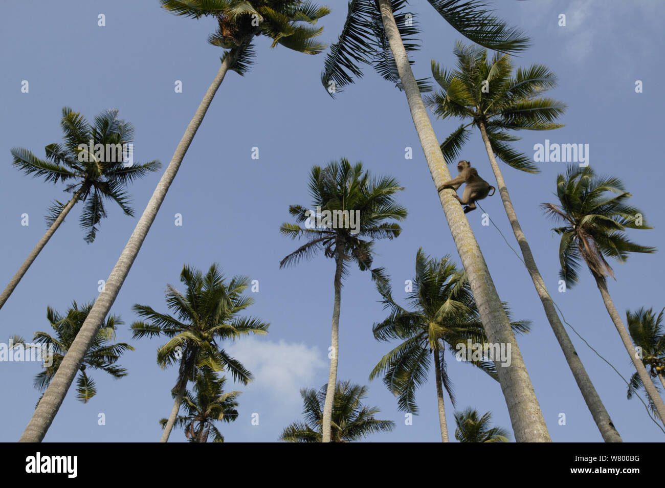 Malaysia pig tailed macaque wildlife hi-res stock photography and ...