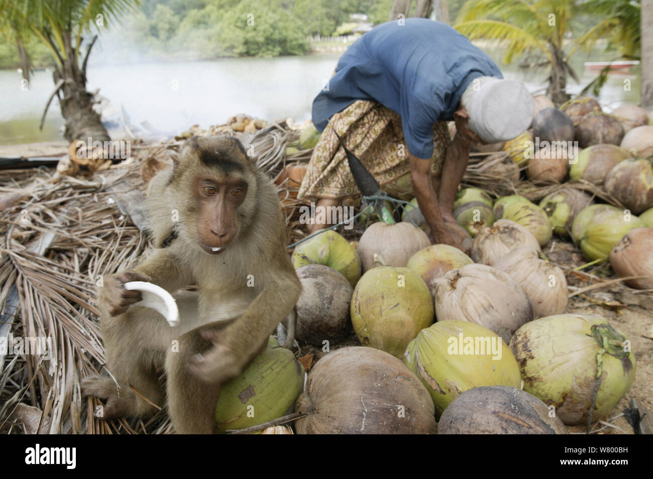Monkey to be trained to pick coconuts hi-res stock photography and ...