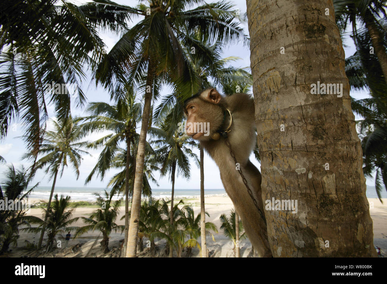 Monkey to be trained to pick coconuts hi-res stock photography and ...