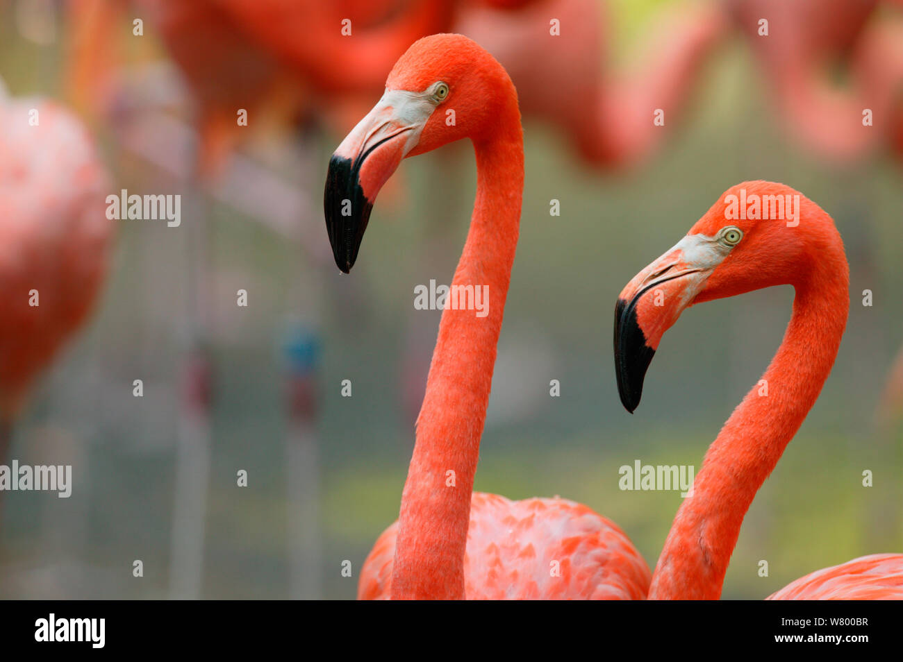 American flamingo (Phoenicopterus ruber) captive at Singapore Zoo ...