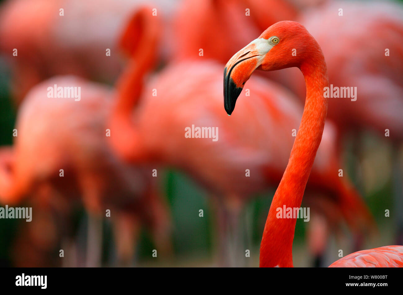 American flamingo (Phoenicopterus ruber) captive at Singapore Zoo ...