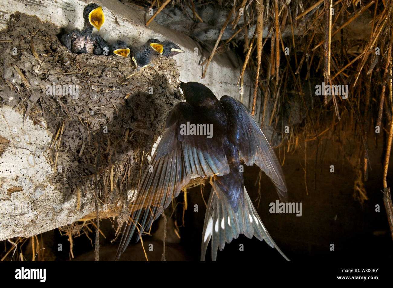 Barn swallow nests hi-res stock photography and images - Alamy