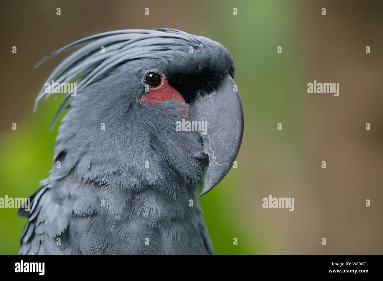 Goliath palm cockatoo hi-res stock photography and images - Alamy